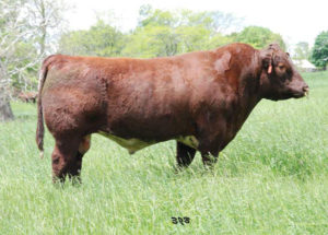 Historic Sires – Bowman Superior Genetics