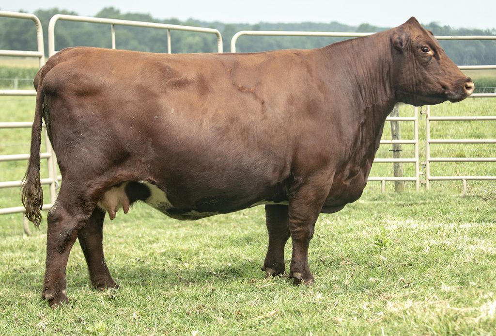Featured Females – Bowman Superior Genetics