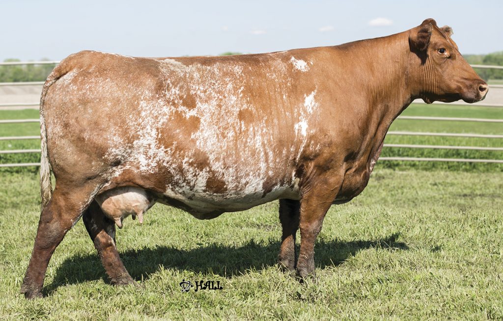 Featured Females – Bowman Superior Genetics