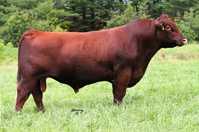 BSG Profitwise 1767 – Bowman Superior Genetics