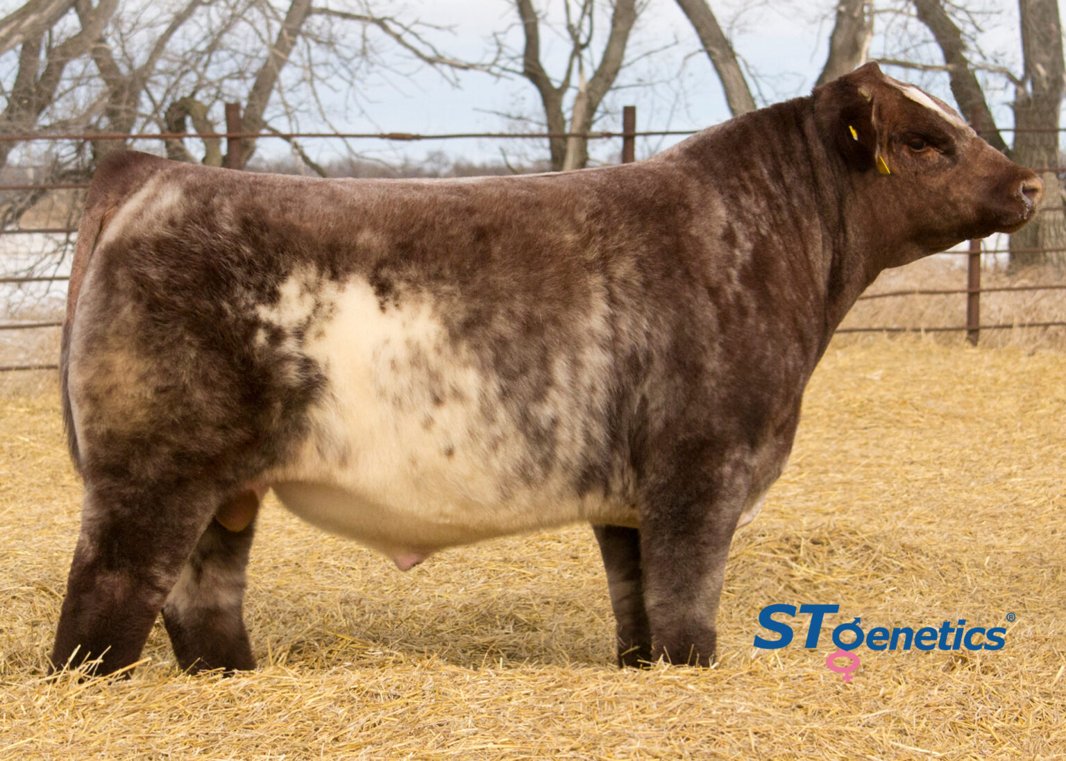 Shorthorn Sires – Bowman Superior Genetics