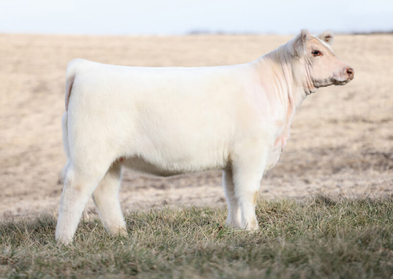 Shorthorn Sires – Bowman Superior Genetics