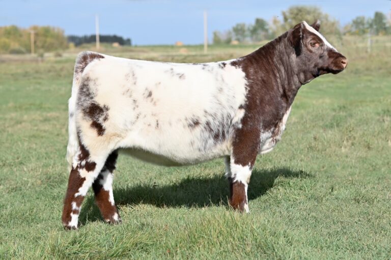 Shorthorn Sires – Bowman Superior Genetics