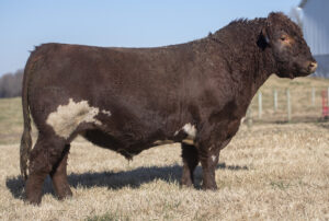 Shorthorn Sires – Bowman Superior Genetics