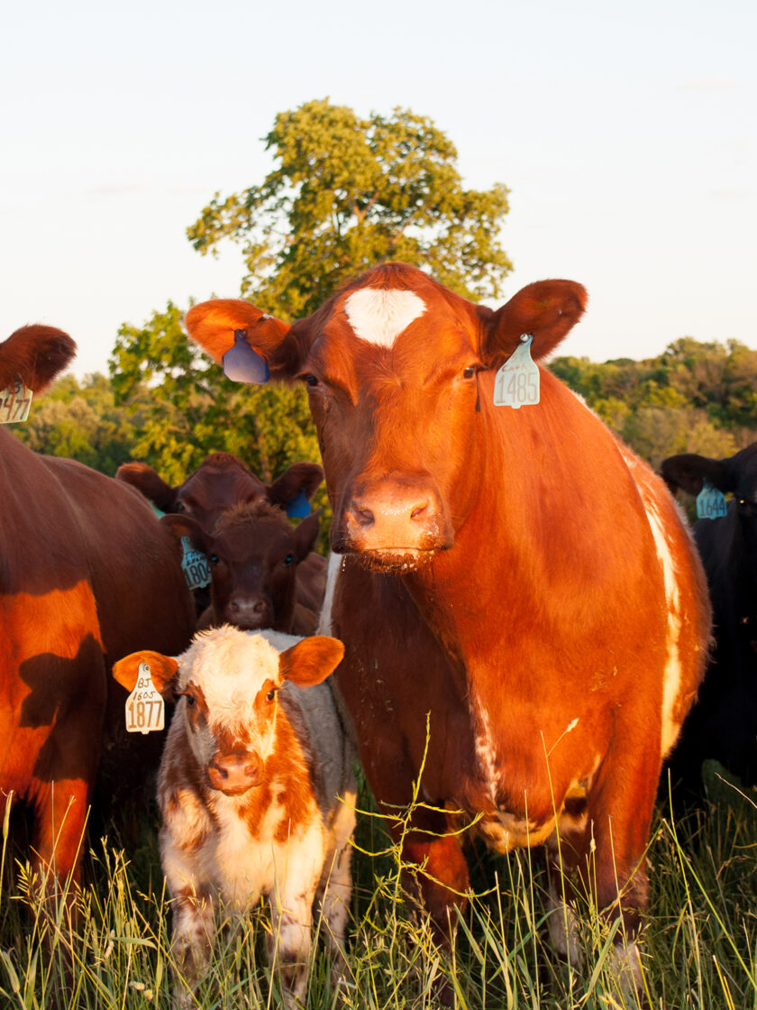 Sales – Bowman Superior Genetics