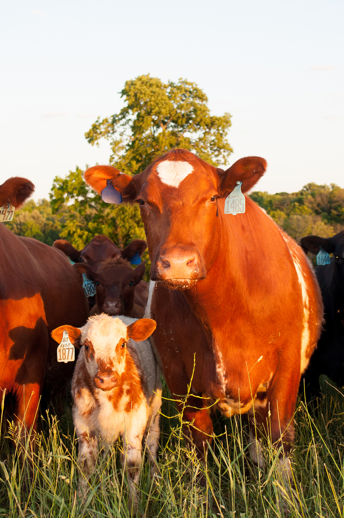 IGS: Sustainable Genetics – Bowman Superior Genetics