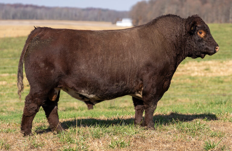 Shorthorn Sires – Bowman Superior Genetics