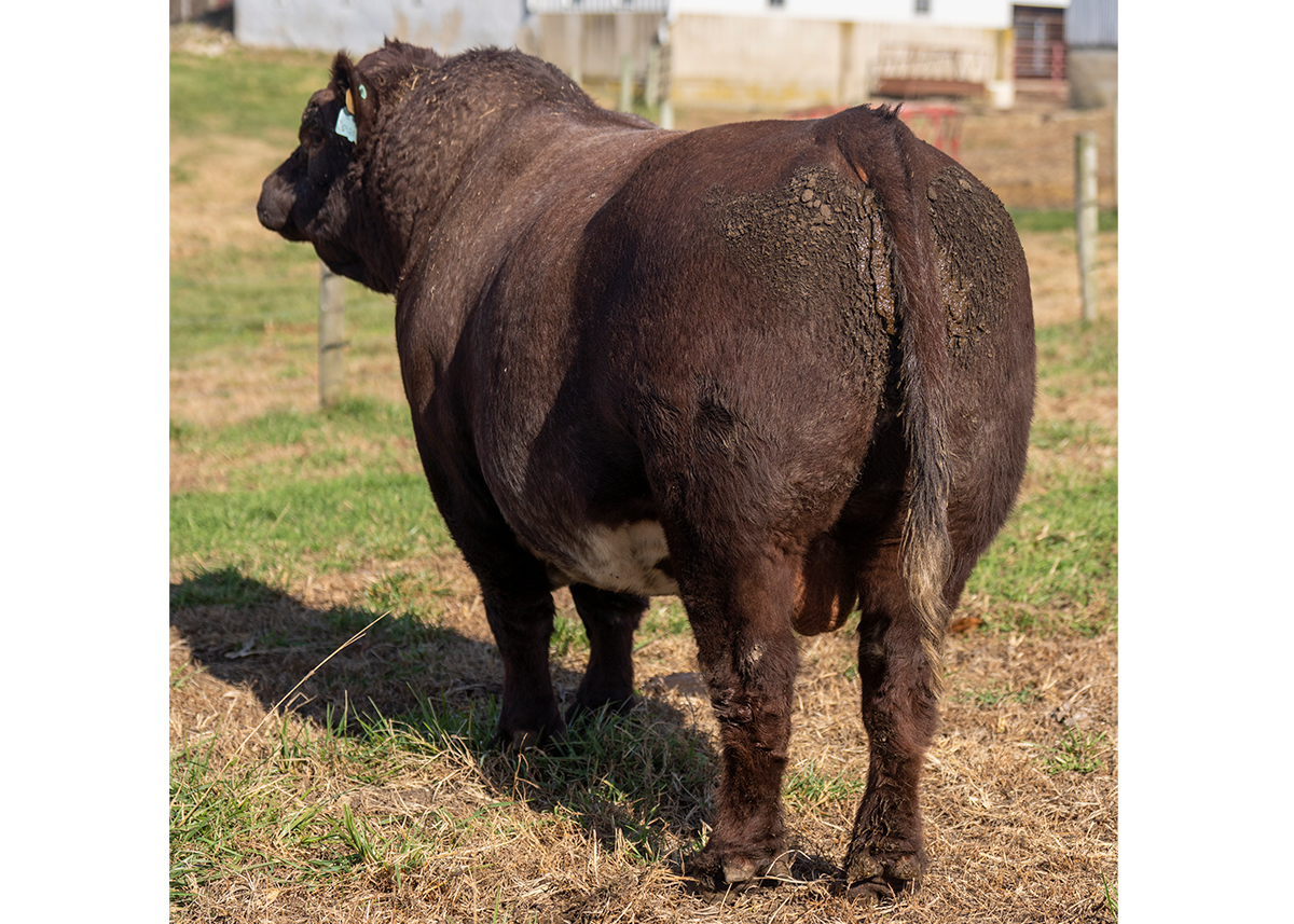 Shorthorn Sires – Bowman Superior Genetics