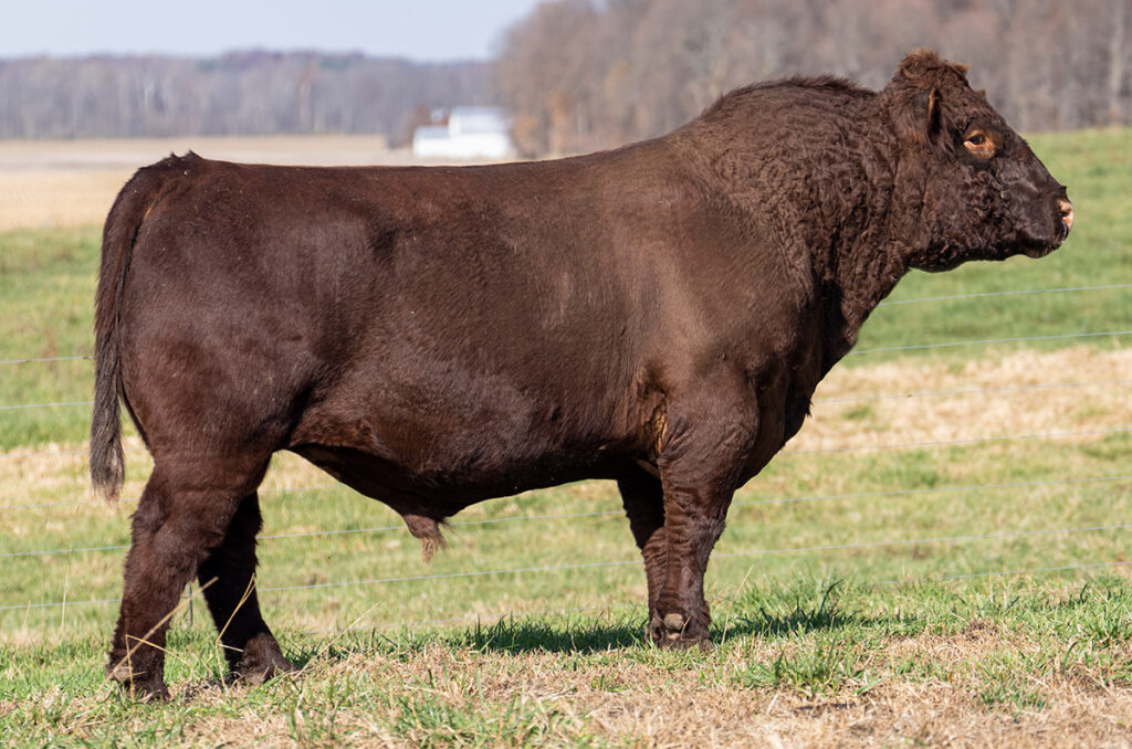 Shorthorn Sires – Bowman Superior Genetics