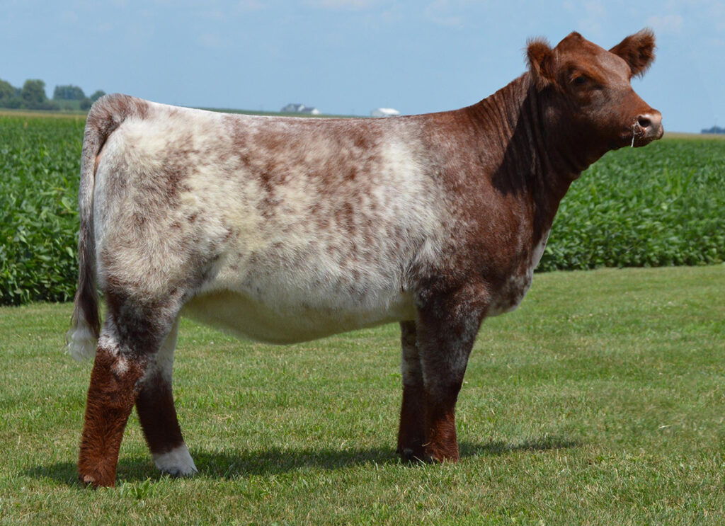 Shorthorn Sires – Bowman Superior Genetics