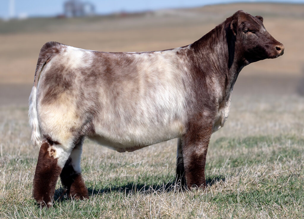 Shorthorn Sires – Bowman Superior Genetics