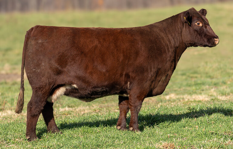 Featured Females – Bowman Superior Genetics