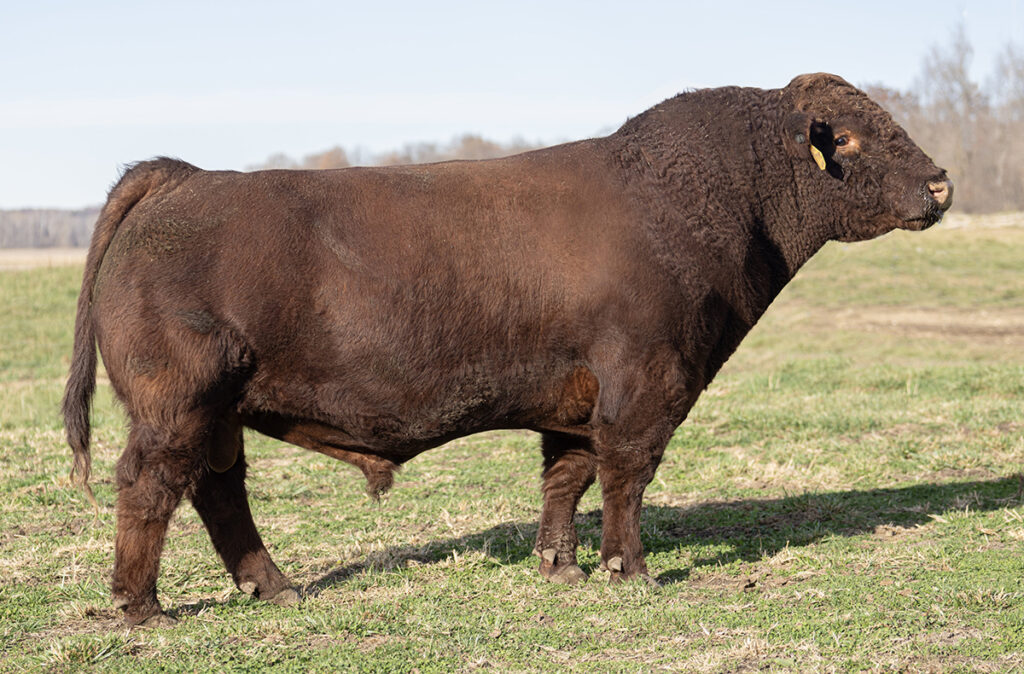Shorthorn Sires – Bowman Superior Genetics