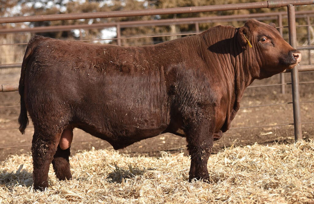 Shorthorn Sires – Bowman Superior Genetics