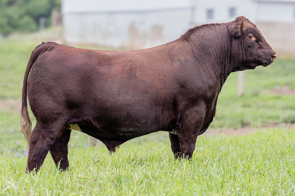 Shorthorn Sires – Bowman Superior Genetics